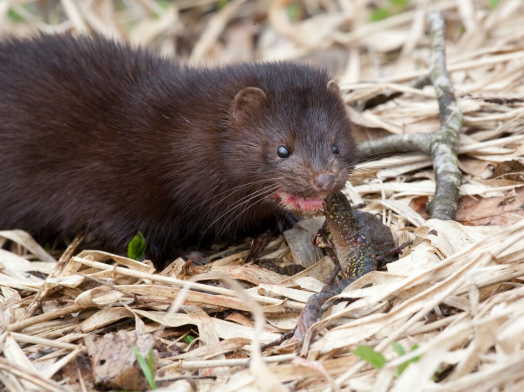 Mink - ZOWIAC EN