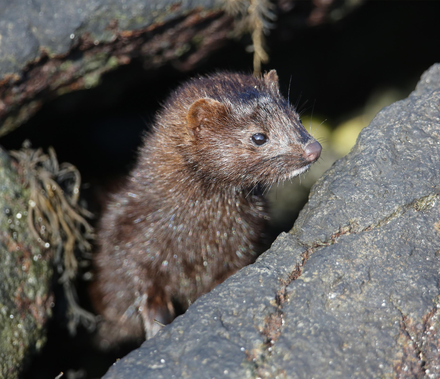 Mink - ZOWIAC EN
