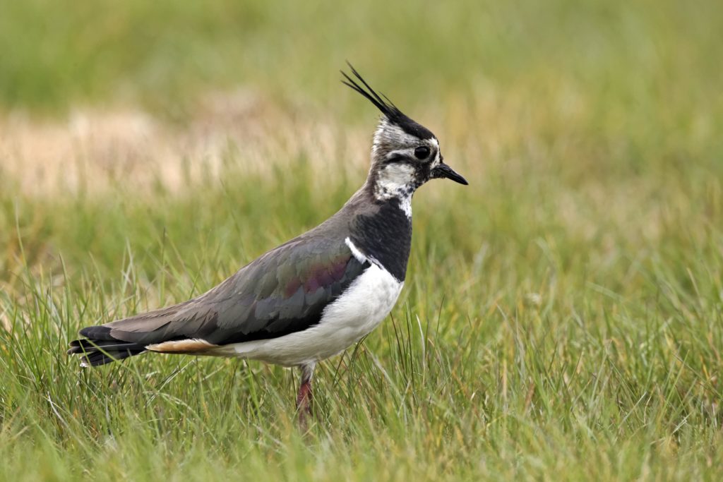 Northern Lapwing – ZOWIAC EN