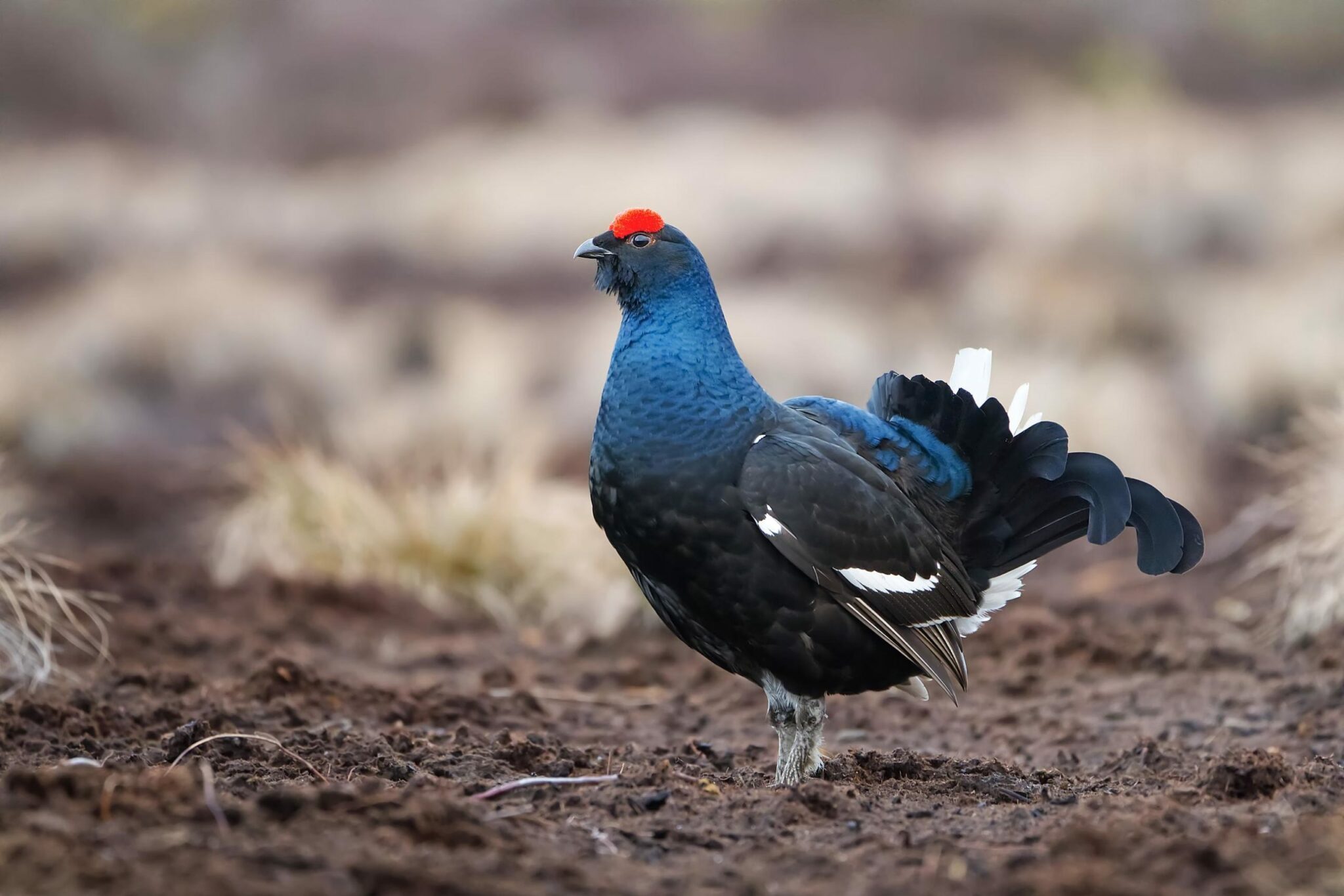 Black Grouse – ZOWIAC EN