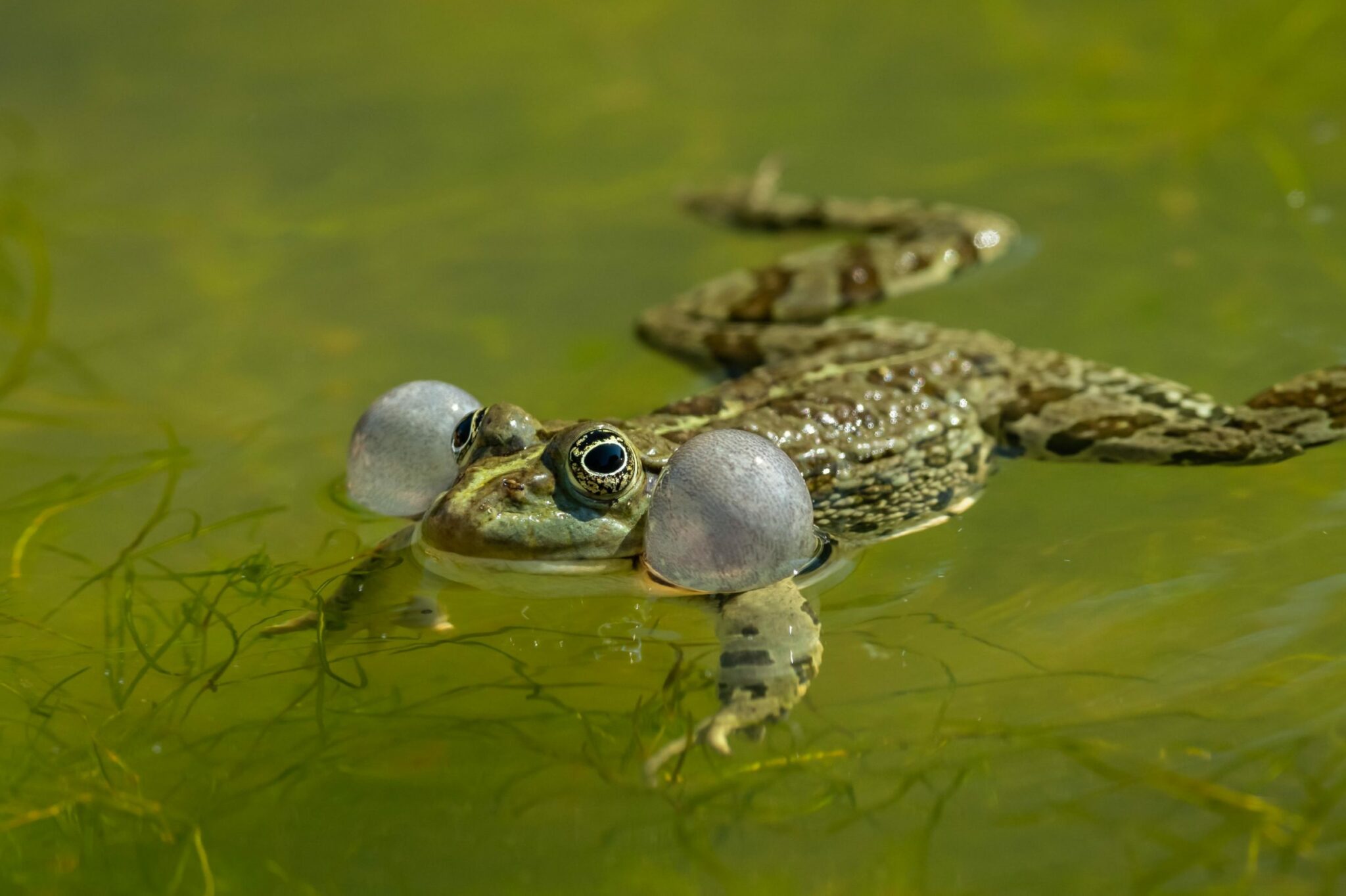 Marsh Frog - ZOWIAC EN