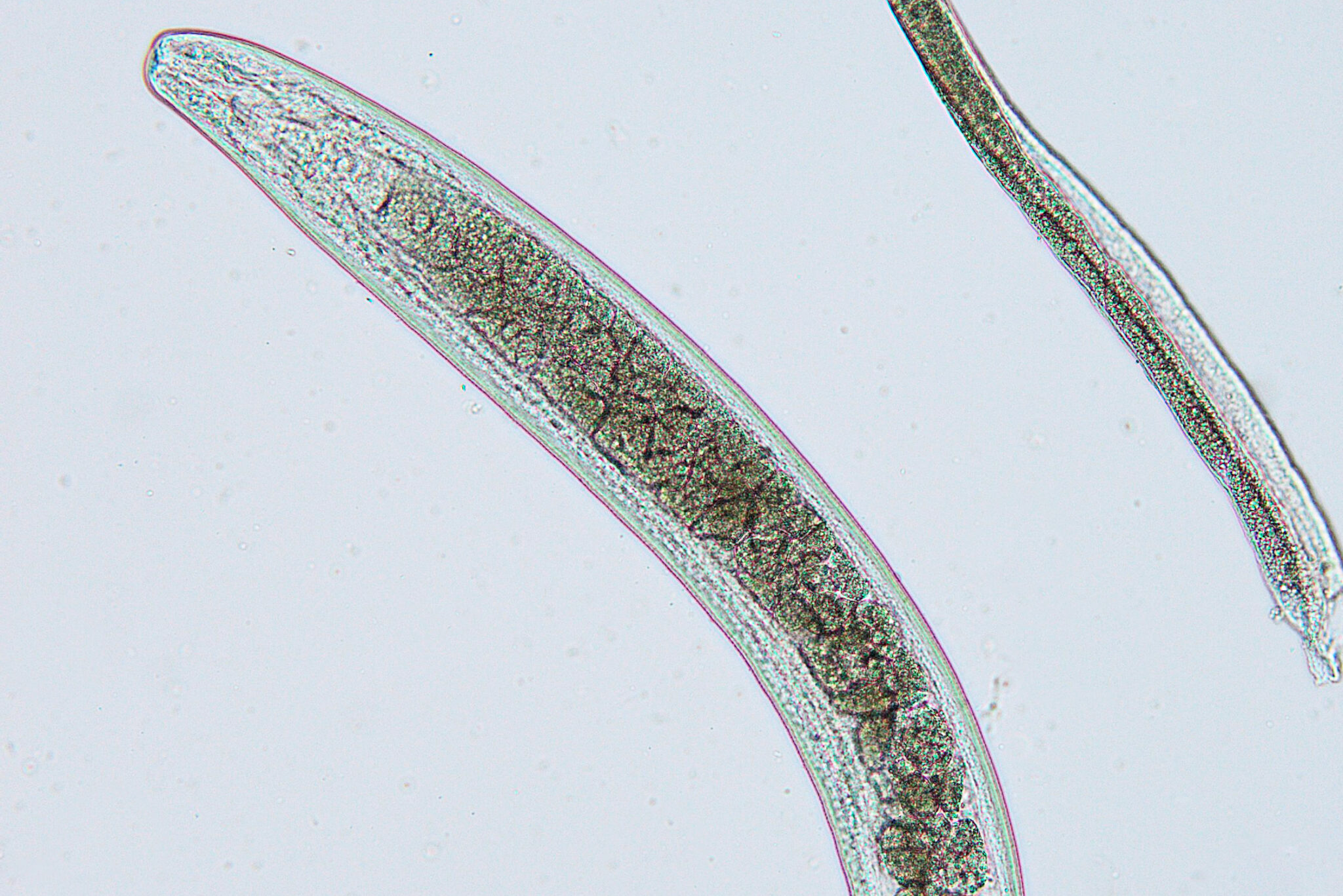 Capillaria aerophila – ZOWIAC EN