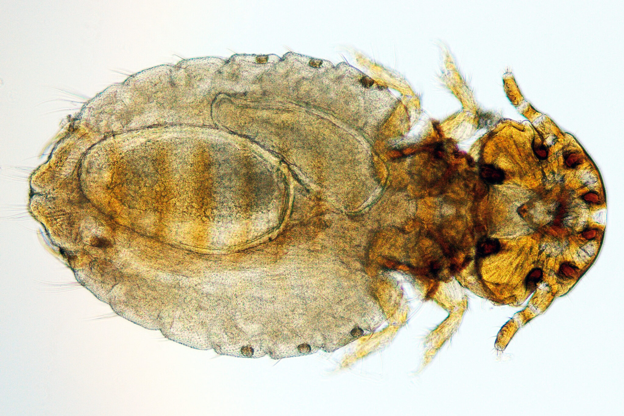 Trichodectes octomaculatus – ZOWIAC EN
