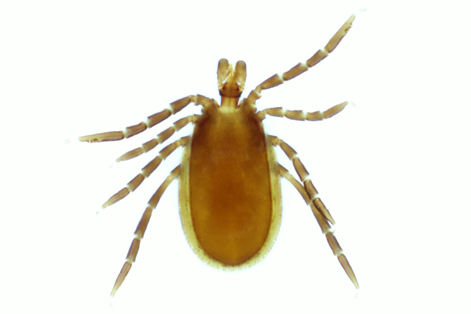 Ixodes hexagonus - ZOWIAC EN