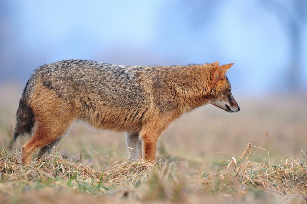 Golden Jackal - ZOWIAC EN