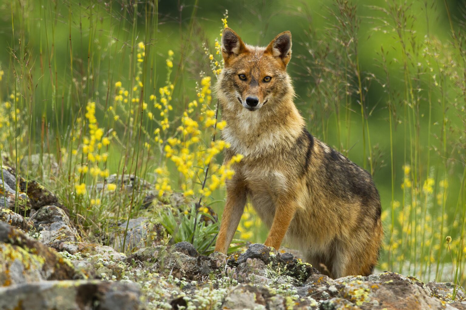 Golden Jackal - ZOWIAC EN