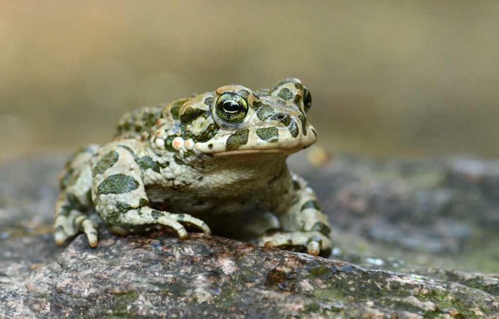 Common Green Toad - ZOWIAC EN
