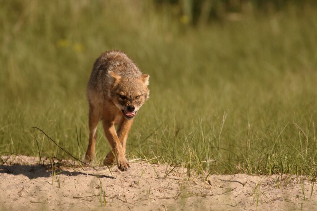 Golden Jackal - ZOWIAC EN