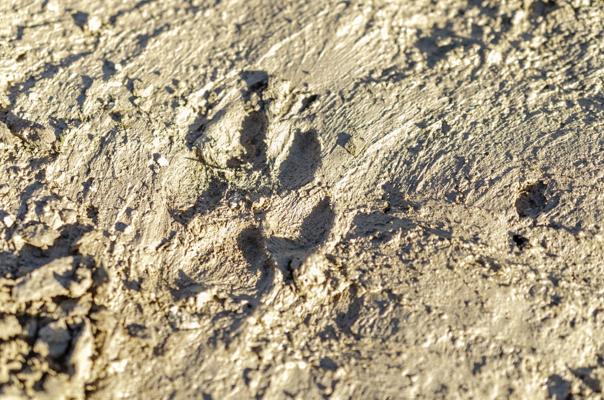 Golden Jackal - ZOWIAC EN