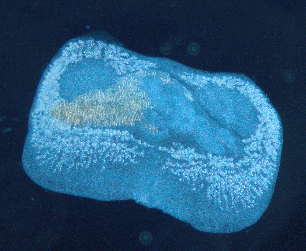 Euryhelmis squamula - ZOWIAC EN