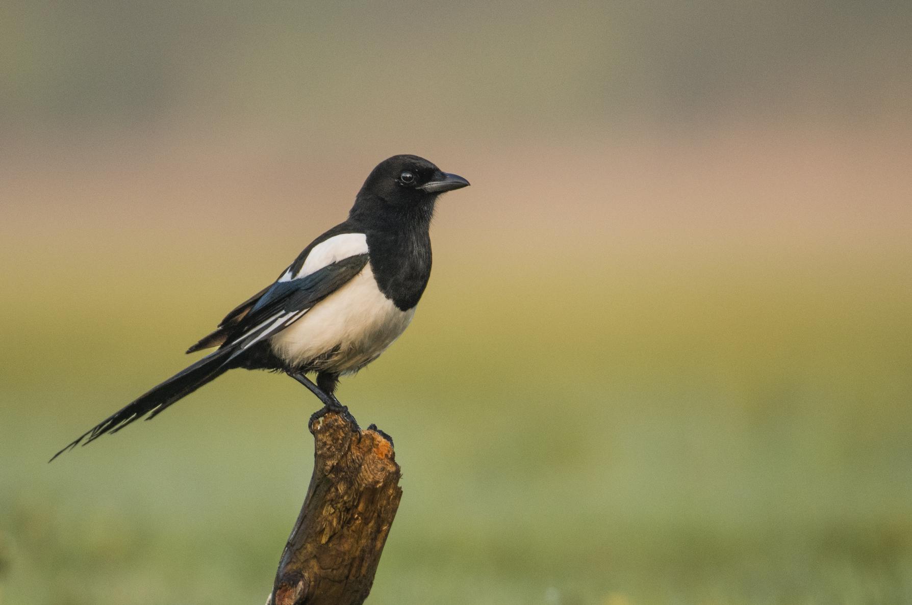 Magpie - ZOWIAC EN