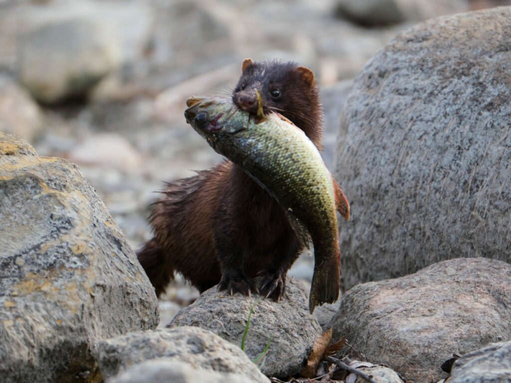 Mink: Lebensraum und Verbreitung in Europa - ZOWIAC
