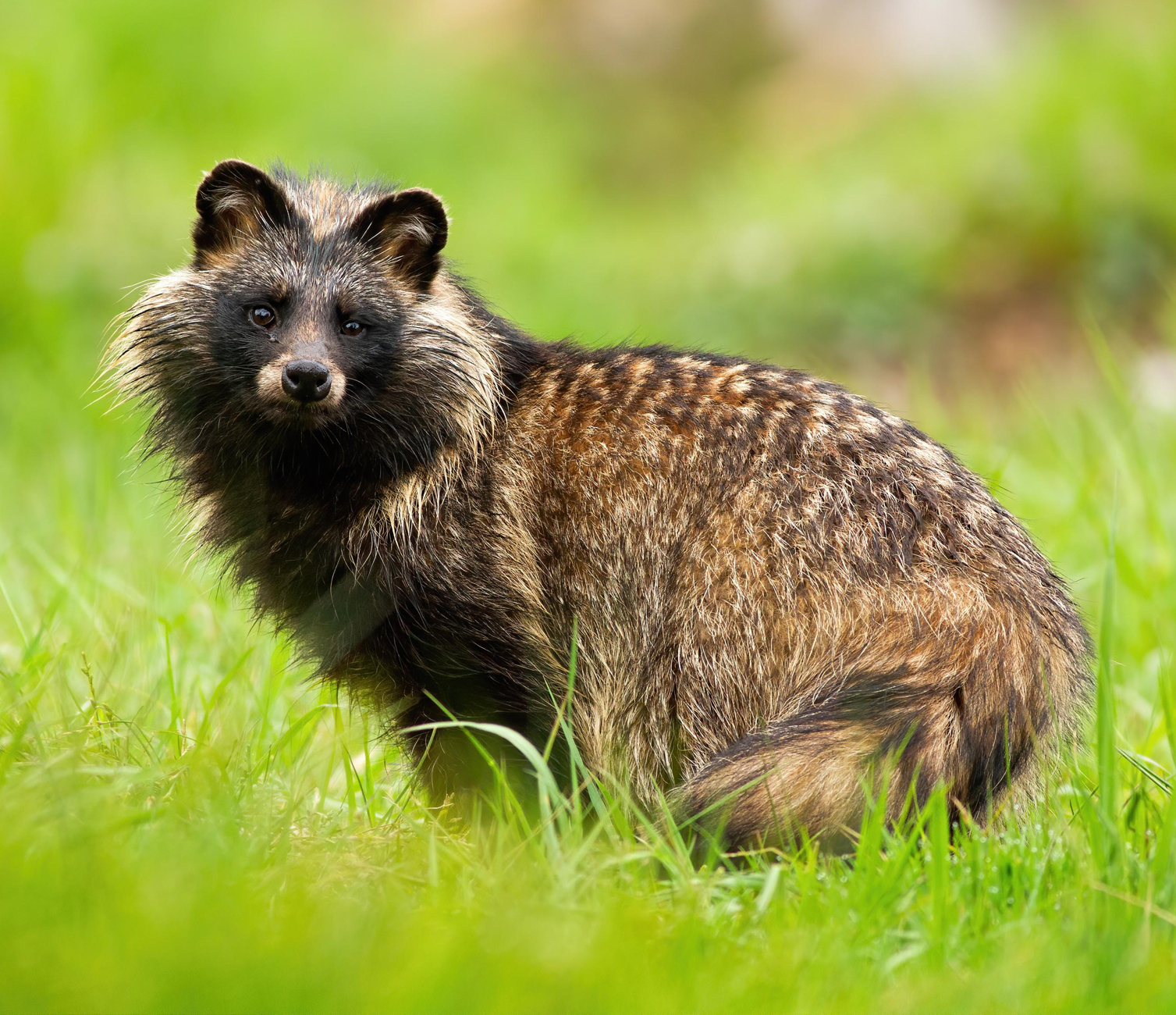 Marderhund: Lebensweise und Verbreitung erkunden - ZOWIAC