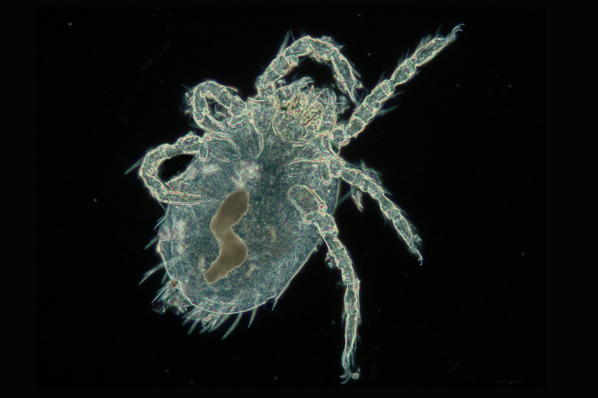 Neotrombicula autumnalis