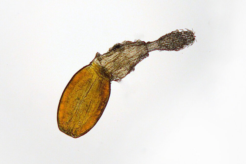 Polymorphus minutus - ZOWIAC