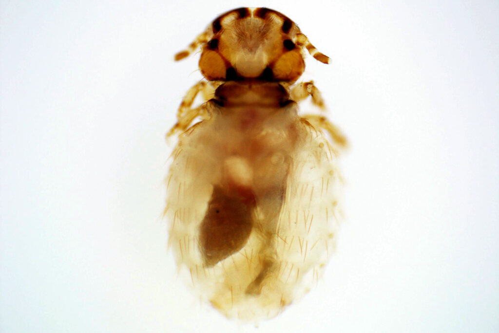 Trichodectes canis - ZOWIAC