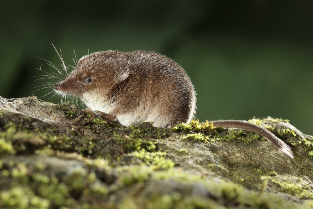Waldspitzmaus - ZOWIAC